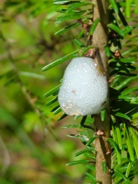 Pine Spittlebug From Mackinac County Us Mi Us On July 9 2024 At 04 07 Pm By Isaac J White