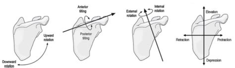 Scapular Alignment Book Companion App