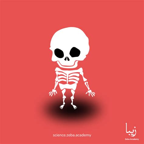 Growing Bones The Inside Story Of Your Skeleton Science By Zeba Academy