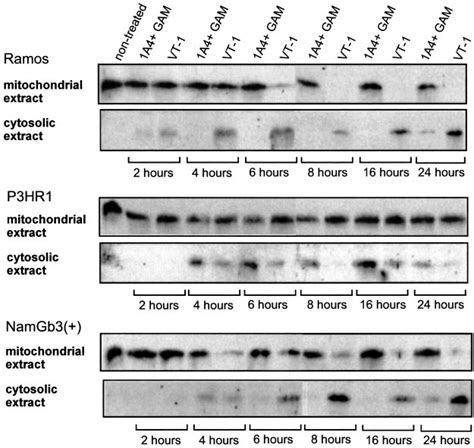 Release Of Cytochrome C From Mitochondria After Treatment With Vt 1 Or Download Scientific