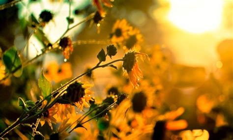 Bioskyroad Дымянка аптечная трава настолько распространенная и привычная что трудно