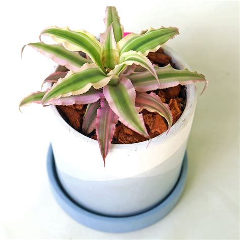 Mini Bromeliad — Long Stems Exceptional Floral Design In Merion