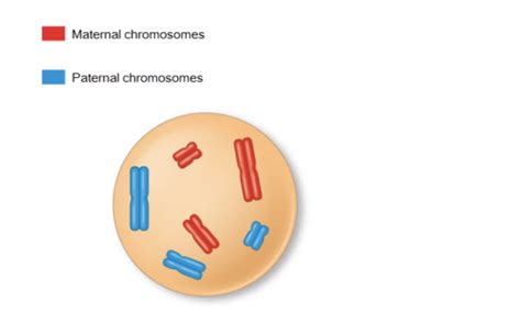 Bio Ch 13 Flashcards Quizlet