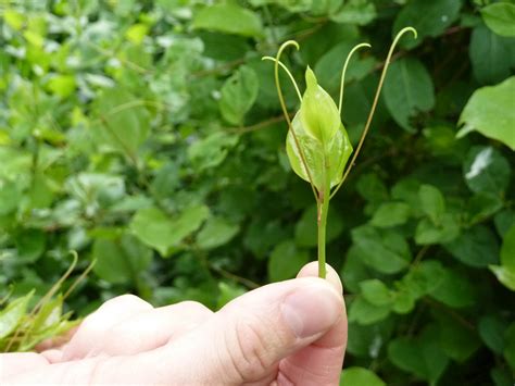 Greenbrier Tracks And Roots