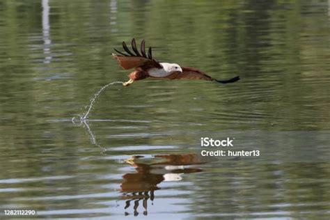 다른 연과 달리 둥근 꼬리를 가진 중간 크기의 랩터 성인은 흰색 머리와 그렇지 않으면 벽돌 갈색 깃털과 대조 유방으로 틀림 없다 청소년은 어두운 갈색 검은 색입니다 갈고리