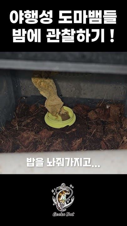 귀여운 도마뱀들이 사는 방의 밤 Part2 Youtube