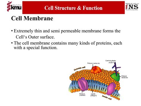 Lecture 3 Cellstructurefunctionppt Lecture 3 Cellstructurefunctionppt