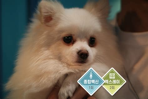 부산 2020 0118 포메라니안 탄이 책임분양 강아지입양 고양이입양 도그마루 입양케어센터 유기견입양 유기견분양 유기묘분양 강아지파양 고양이파양 유기묘입양 유기견