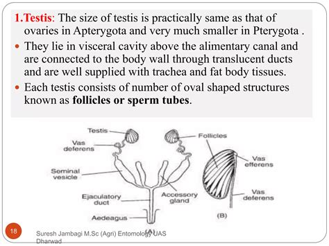 Reproductive System In Insect And Its Types Pptx