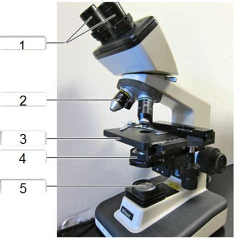 Lab Basic Techniques Staining Microscopy Flashcards Quizlet