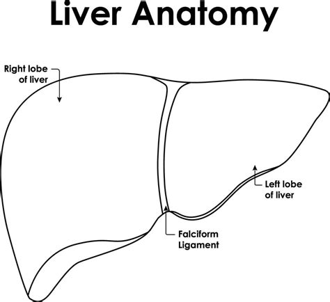Falciform Ligament A Falciform Ligament Wrap Around The Hepatic Artery