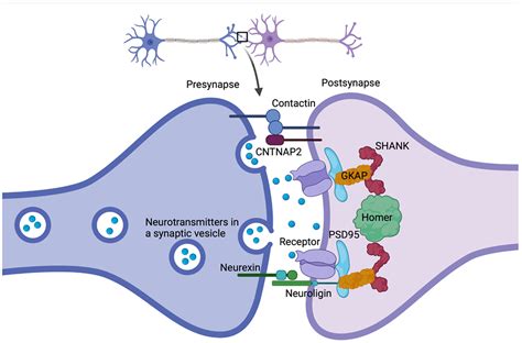 synaptic dysfunction connects autism spectrum disorder and sleep disturbances a perspective