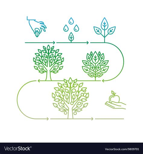 Infographics Design Elements And Icons In Linear Vector Image