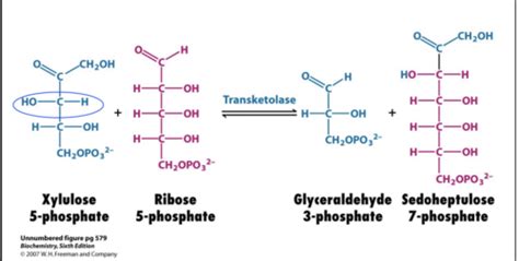 Biochem Chapter 26 Flashcards Quizlet