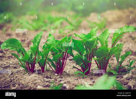 Young Fresh Beet Leaves Beetroot Plants In A Row From A Close Distance