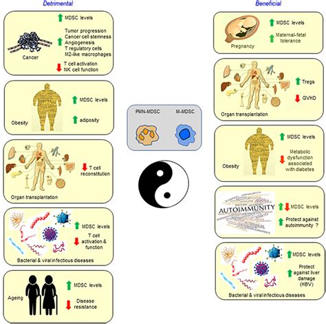 Frontiers Myeloid Derived Suppressor Cells Not Only In Tumor Immunity