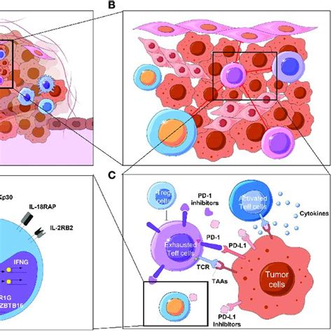 Spatial Context Of Time Overview Of The Spatial Context Of The Tme And Download Scientific