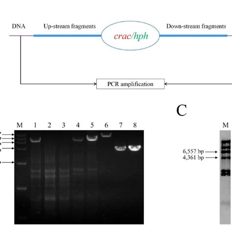 Verification Of Crac Knockout Mutants And Complementation Download Scientific Diagram