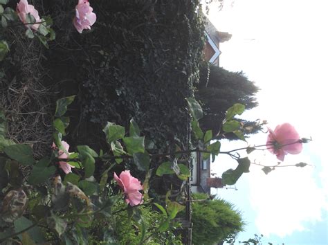 Billy Mccullochs Roses Danny Morrison