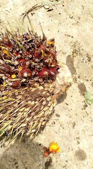 Palm Ripeness Detection Object Detection Dataset And Pre Trained Model By Tugas Akhir