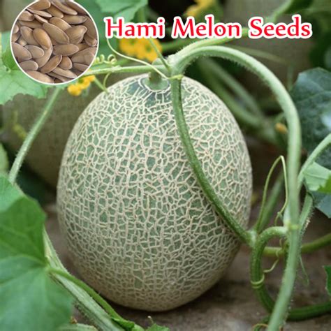 [fast Germination] Singapore Ready Stock 100pcs Hami Melon Seeds For Planting Crown Honey Melon