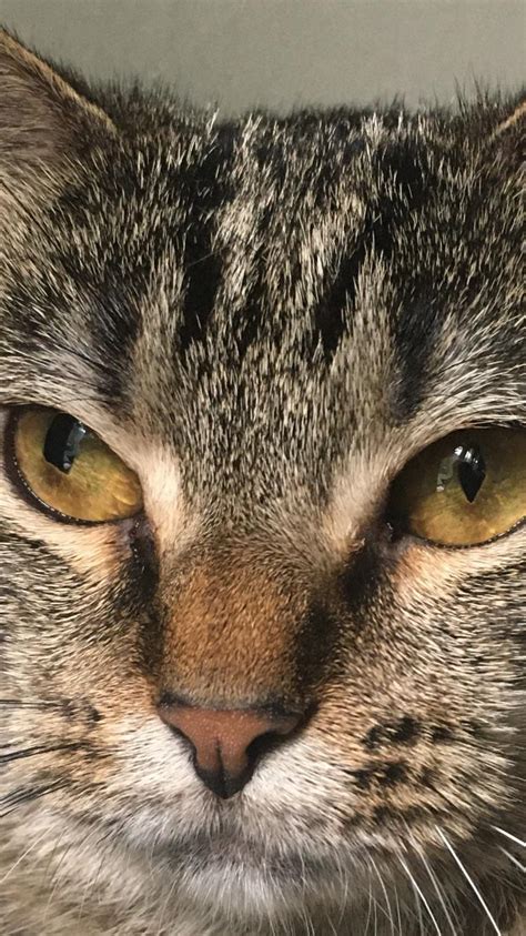 My Beautiful Kitty Has A Square Shaped Right Pupil Rreallifeshinies