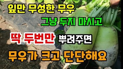 잎만 무성했던 무우 딱 두번만 뿌려주면 무우가 크고 단단해집니다 무우가 작은이유 무우재배방법 Youtube
