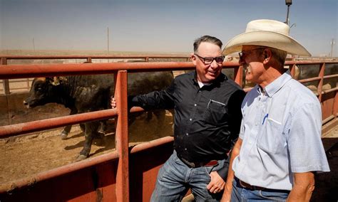 Heat Stress In Feedlot Cattle
