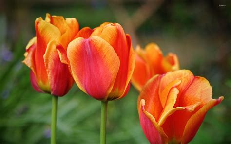 Orange Tulips [6] Wallpaper Flower Wallpapers 40180