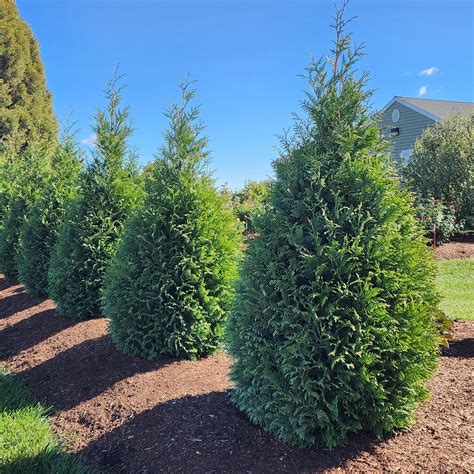 Little Giant Arborvitae Thuja Occidentalis Little Giant Servescape