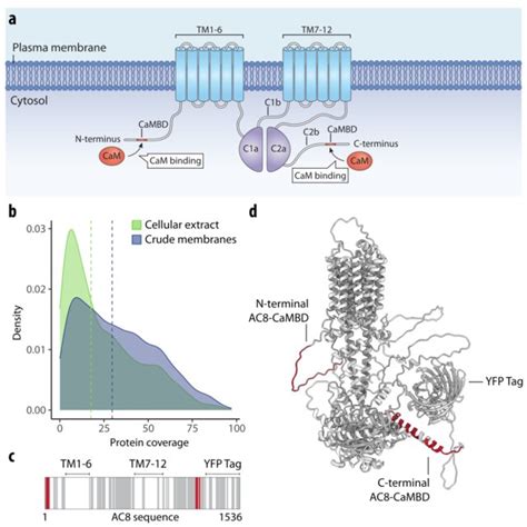 Lip Ms Detects Interactors Of Integral Membrane Proteins In Crude Download Scientific Diagram