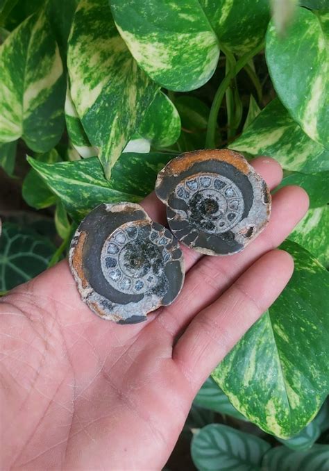 Natural Ammonite Fossil Conch Rare Items Etsy