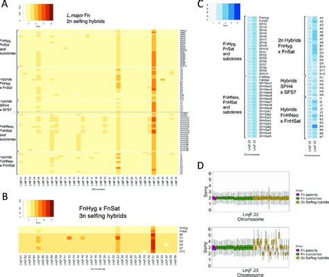 chromosome copy number variations generated by self hybridization