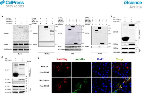 Figure 4 From Sars Cov 2 Nsp15 Suppresses Type I Interferon Production By Inhibiting Irf3