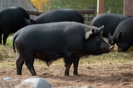 农村饲养的黑猪高清图片下载 正版图片600544497 摄图网