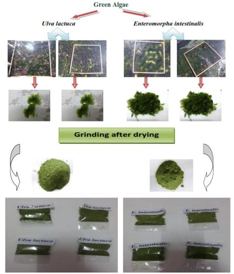 Stages Of Sampling And Grinding Of Green Algae Download Scientific Diagram