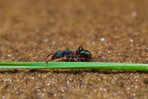Ant Insect Sand Free Photo On Pixabay Pixabay