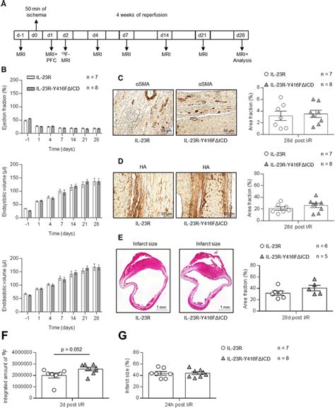 Open Chest Lad Ischemiareperfusion With 50 Min Ischemia And 4 Weeks Download Scientific