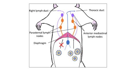 Mediastinal Lymph Nodes Mouse