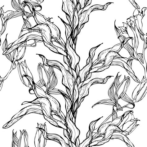 Lily Vine Stock Illustrations 173 Lily Vine Stock Illustrations