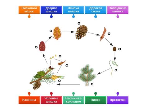 Життєвий цикл голонасінних рослин Labelled Diagram