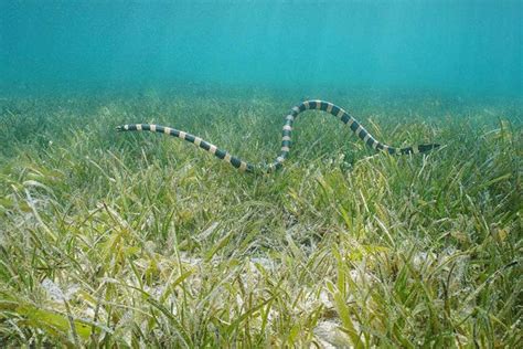 Sunlive Highly Venomous Sea Snake Found In Nz Waters The Bays News