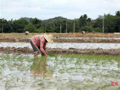 战高温 抢农时江西多地进入三夏农忙模式图凤凰网江西 凤凰网