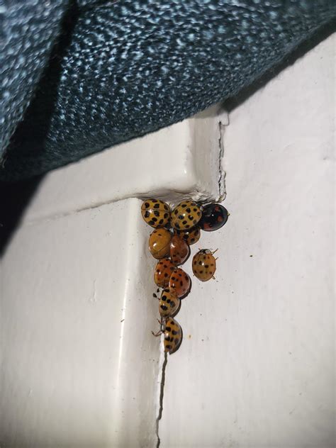 These Guys Keep Showing Up In My Roomates Room Are They Ladybugs Why