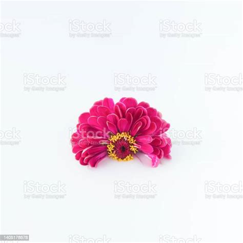 흰색 배경에 부분적으로 잠겨있는 자홍색 붉은 꽃으로 만든 창조적 인 배열 최소한의 꽃 개념 0명에 대한 스톡 사진 및 기타 이미지 Istock