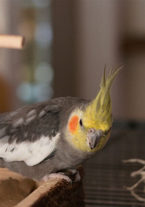 Male Grey Cockatiel
