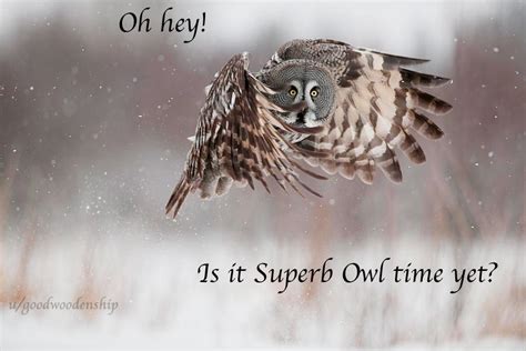 Superb Owl Rmeme