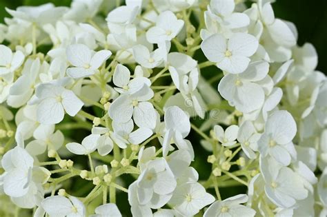 Hydrangea Arborescens Annabelle A Deciduous Shrub Of The