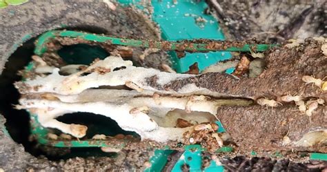 Termite Control Cheltenham Termite Inspection And Termite Treatment