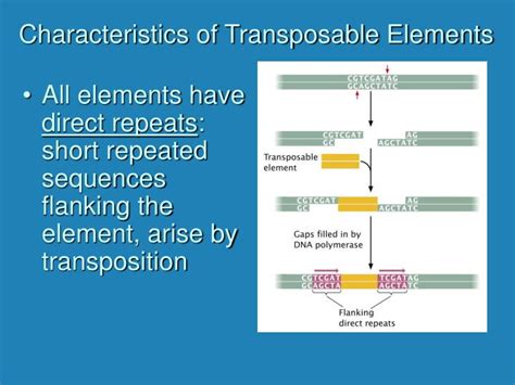 PPT Transposable Elements PowerPoint Presentation ID